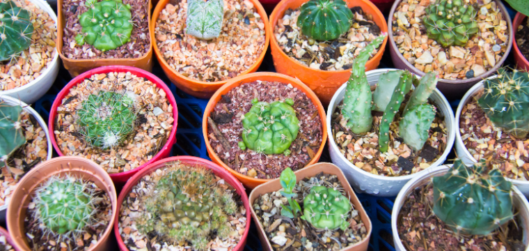 San Antonio Botanical Garden